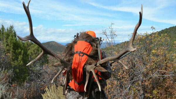 Colorado Hunting Trips for Elk, Mule Deer, Bear, Turkey, Antelope